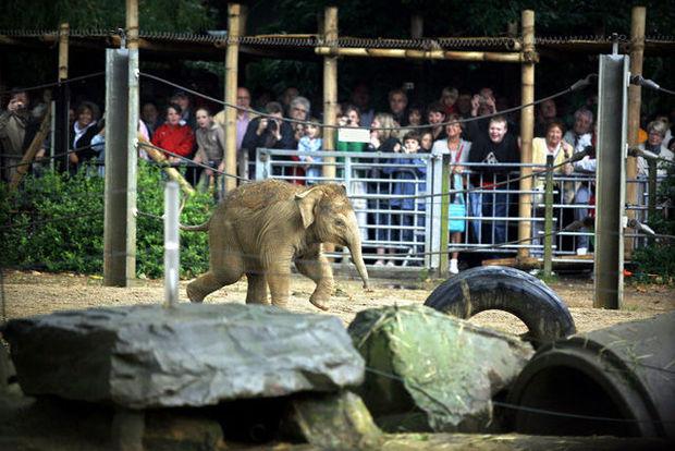 Opknapbeurt voor Antwerpse Zoo en Planckendael