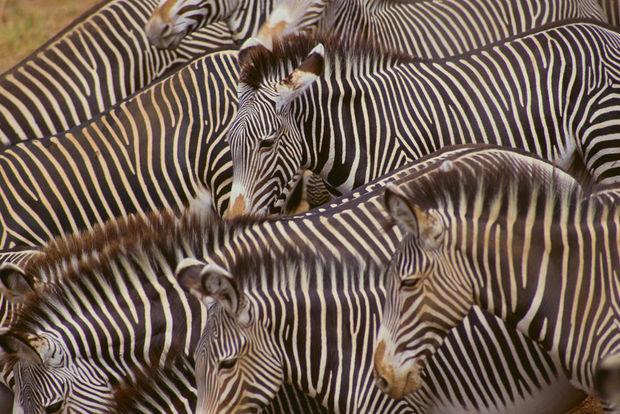 Pourquoi le zèbre a-t-il des rayures?