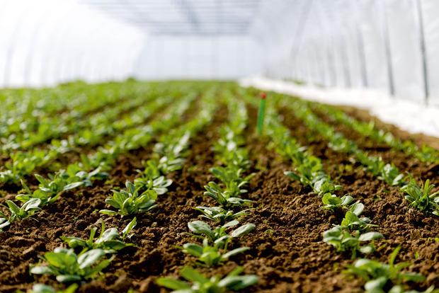 146 fermes biologiques en plus cette année