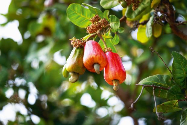 Les bienfaits de la noix de cajou