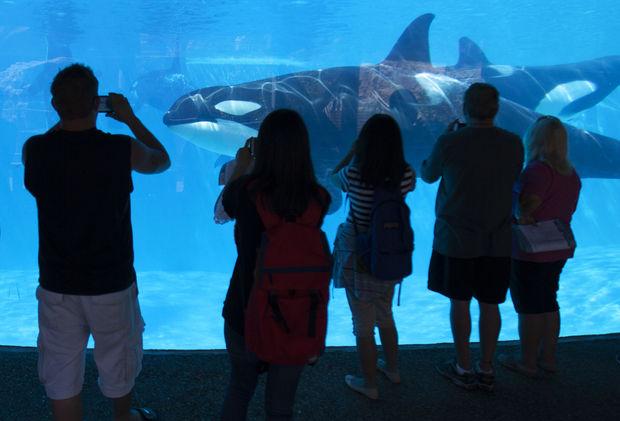 Les orques bientôt mieux traités au parc aquatique SeaWorld