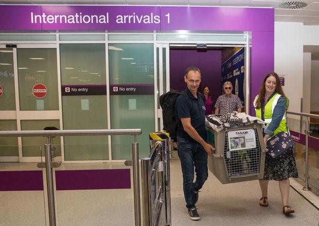 Un koala, avec son propore siège, parmi les passagers d'un vol vers l ...
