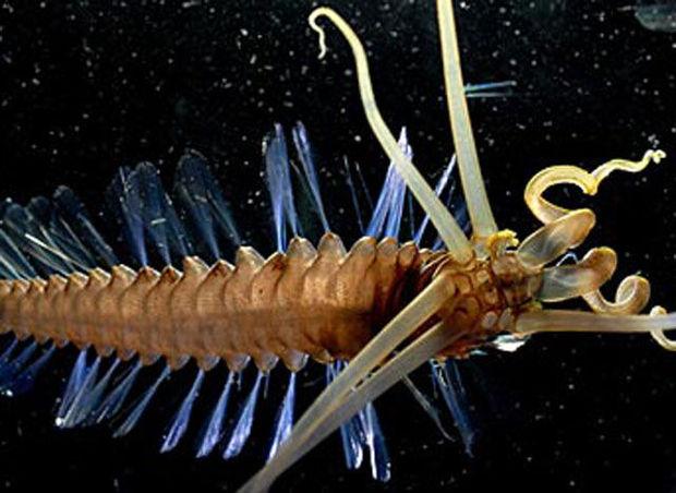 Worm met octopuskenmerken ontdekt