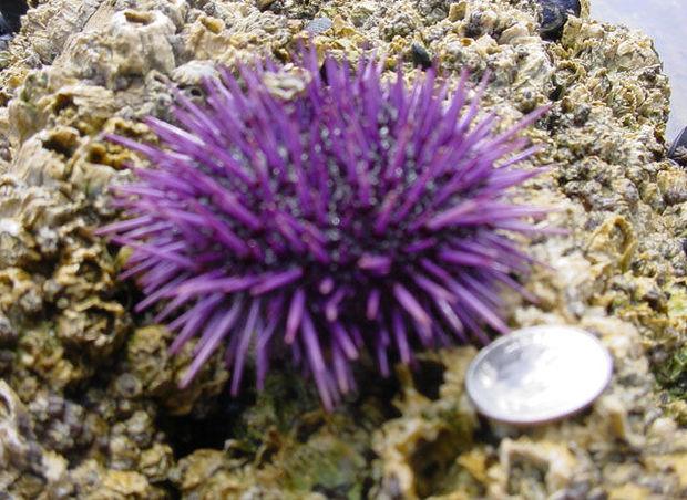 Zee-egel houdt messen scherp