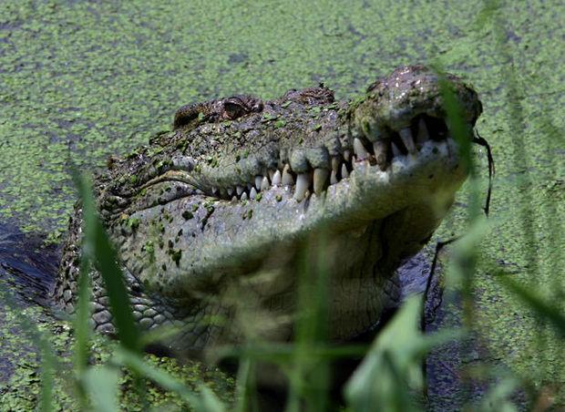 Krokodillen 'surfen' op zee