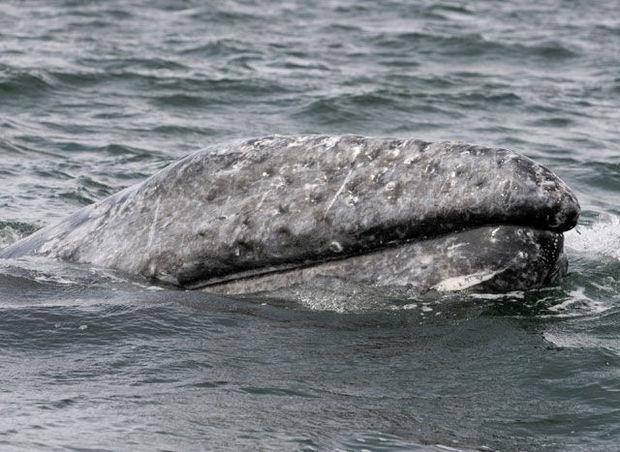 Grijze walvis bedreigd door Russische olie-exploitatie