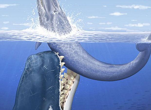 Fossiel van vraatzuchtige potvis ontdekt