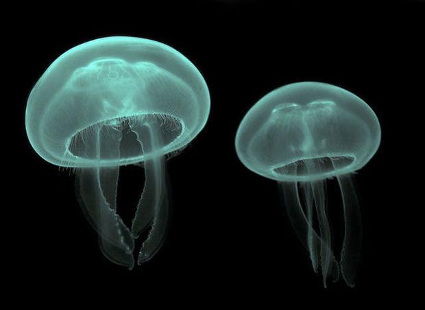 Wat te doen bij een kwallenbeet?