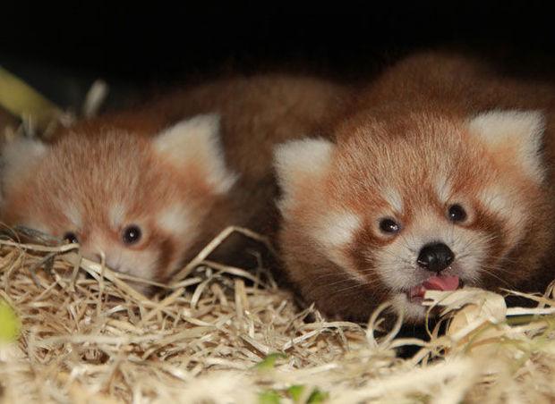 Twee rode panda's geboren in Planckendael