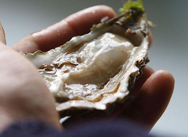 Wilde oester binnen één generatie uitgestorven