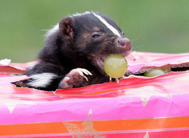 De anatomie van stinkdieren is aangepast aan hun speciale afweer