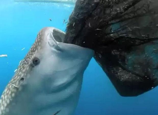 Un requin chaparde tout le contenu d'un filet (vidéo)