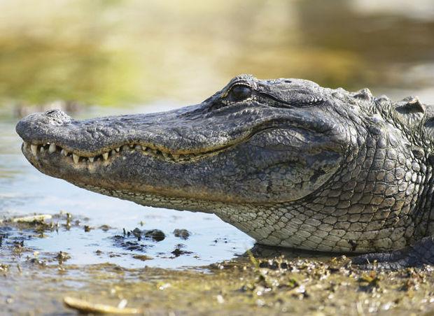 Grèce: le mystère du crocodile en apparu sur l'île de Crète