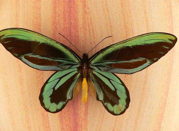 Grootste vlindersoort ter wereld verdwijnt