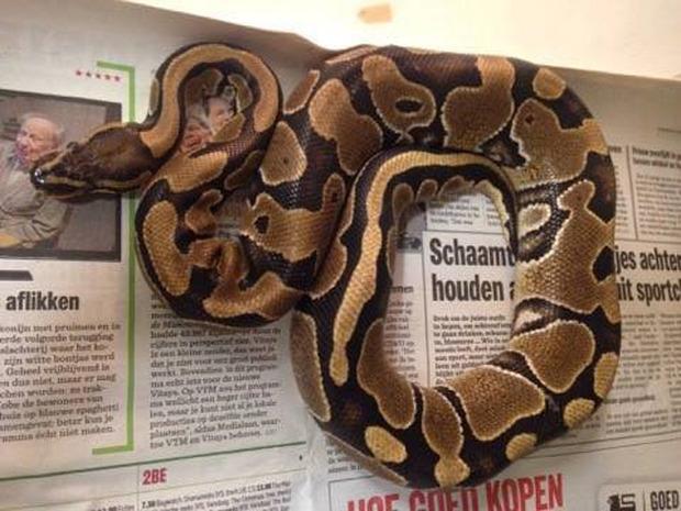 Man vindt koningspython in zijn tuinhuis in Kortemark - KW.be