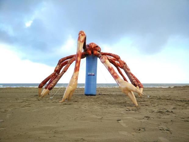 Grootste krab ter wereld pronkt op strand van Blankenberge - KW.be