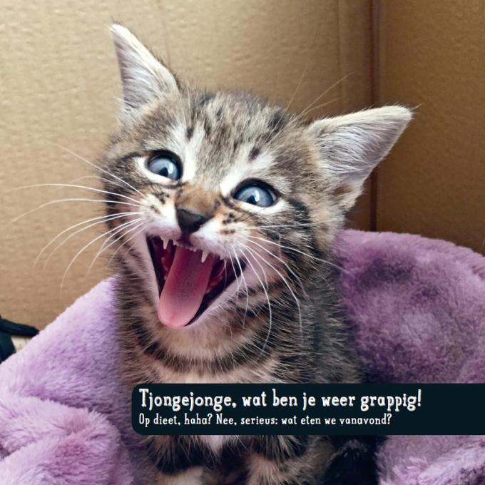 CUTE: deze 5 schattige kattenmemes doen je hart smelten