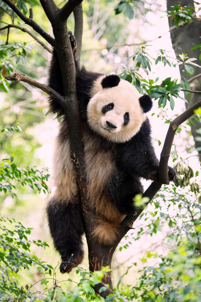 Le panda, envers et contre tout