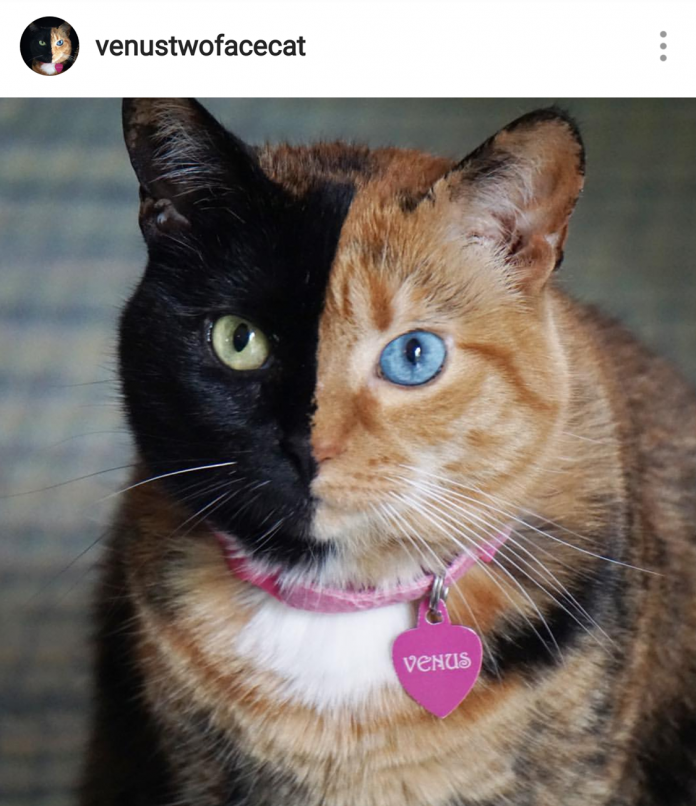 Deze 14 Instagram-katten moét je volgen - Libelle