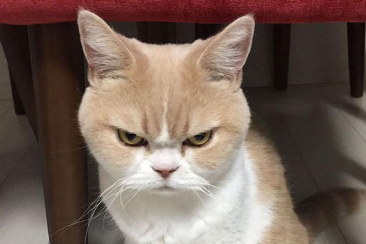 Deze kat met boze blik stoot Grumpy Cat meteen van haar troon