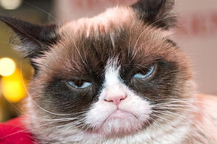 Grumpy Cat, le chat qui boude, réclame 1,8 million de dollars