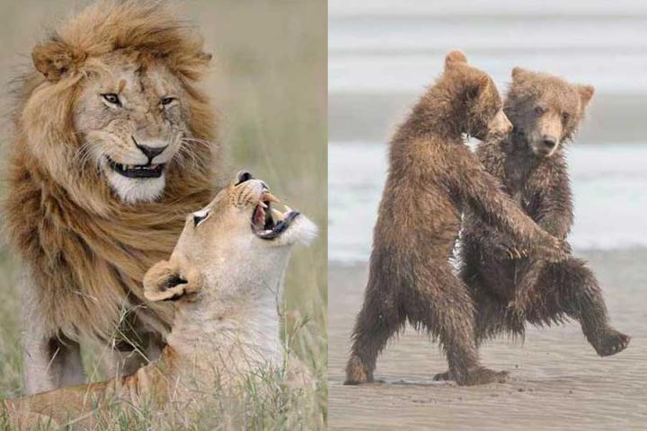 Photos Animaux Drôles – Image D’Animaux Rigolo – FGRA