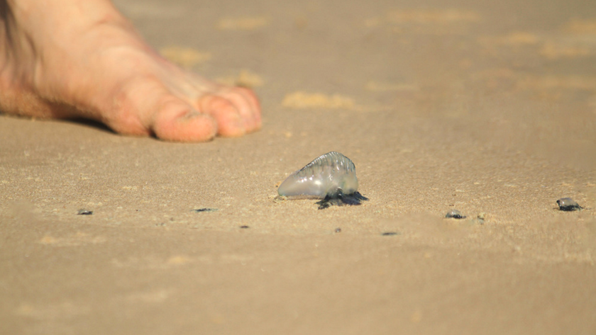 Wat moet je doen bij een kwallenbeet? - Libelle