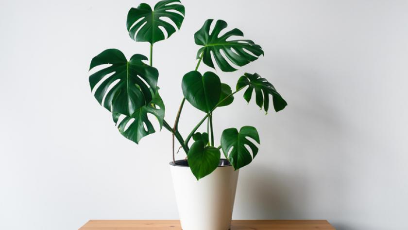 Monstera: dit moet je weten over deze kamerplant - Libelle