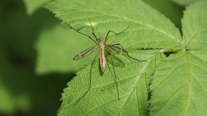 Waar komen al die langpootmuggen plots vandaan? - Libelle