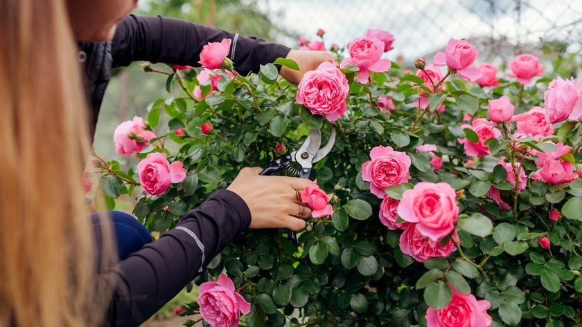Rozen snoeien: wanneer én hoe snoei je ze het best? - Libelle