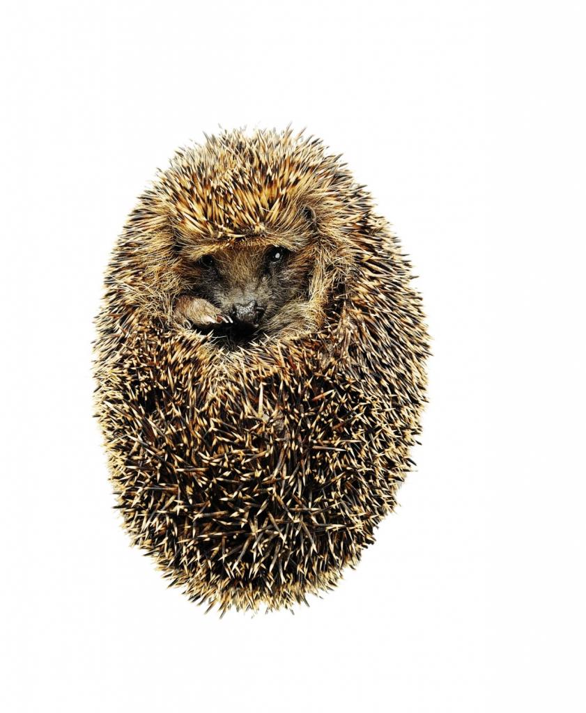 Waarom de egel binnen vijftig jaar uitgestorven kan zijn
