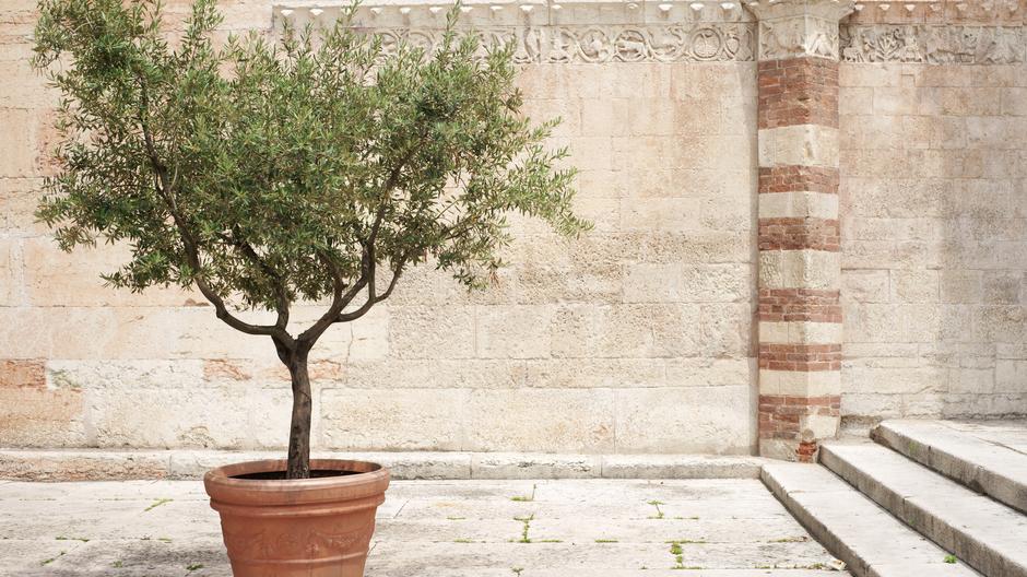 Olijfboom in pot verzorgen: 5 makkelijke tips - Libelle