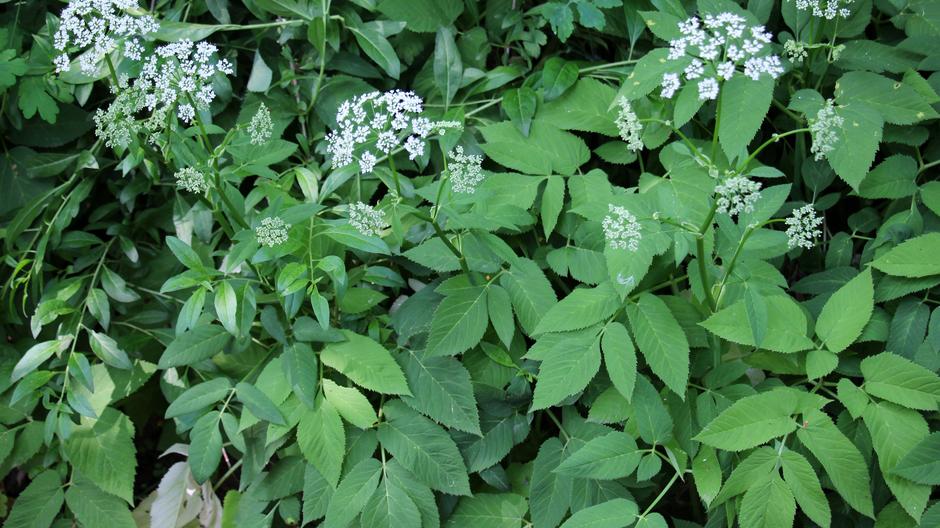 Zevenblad: zo weer je deze woekeraar uit je tuin - Libelle
