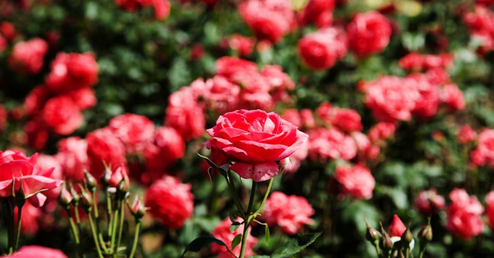 Cette roseraie est une des plus belles d'Europe et elle se trouve en ...