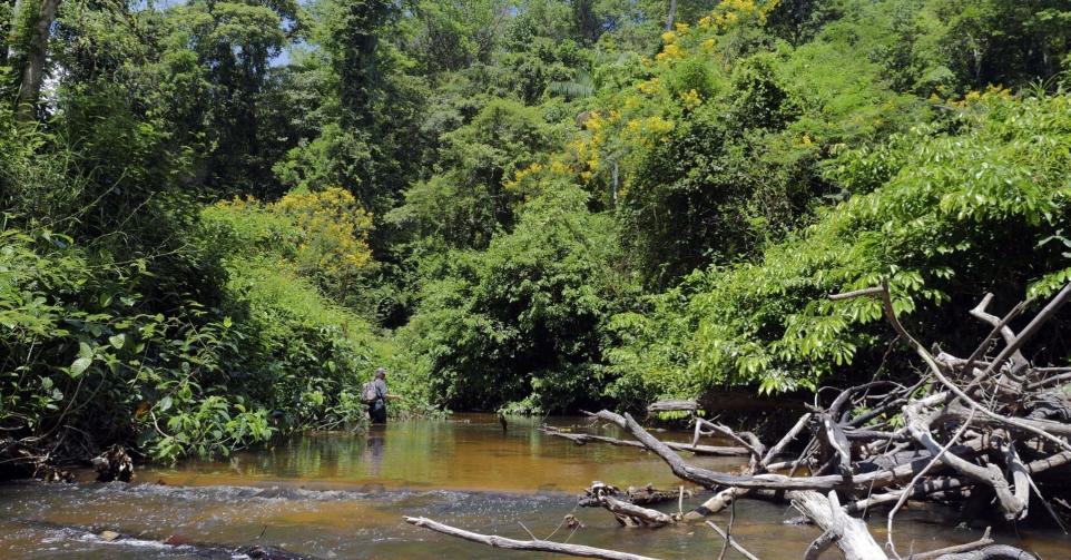 Aïmara de Guyane - Télépro