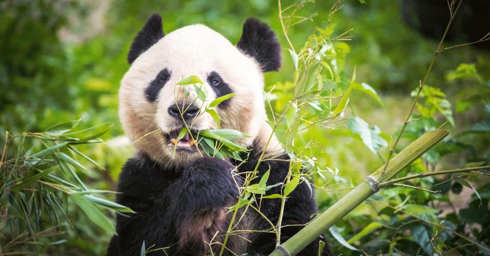 Le panda, envers et contre tout