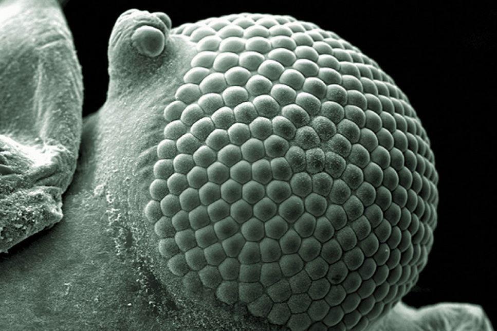Les plus belles photos scientifiques de 2014